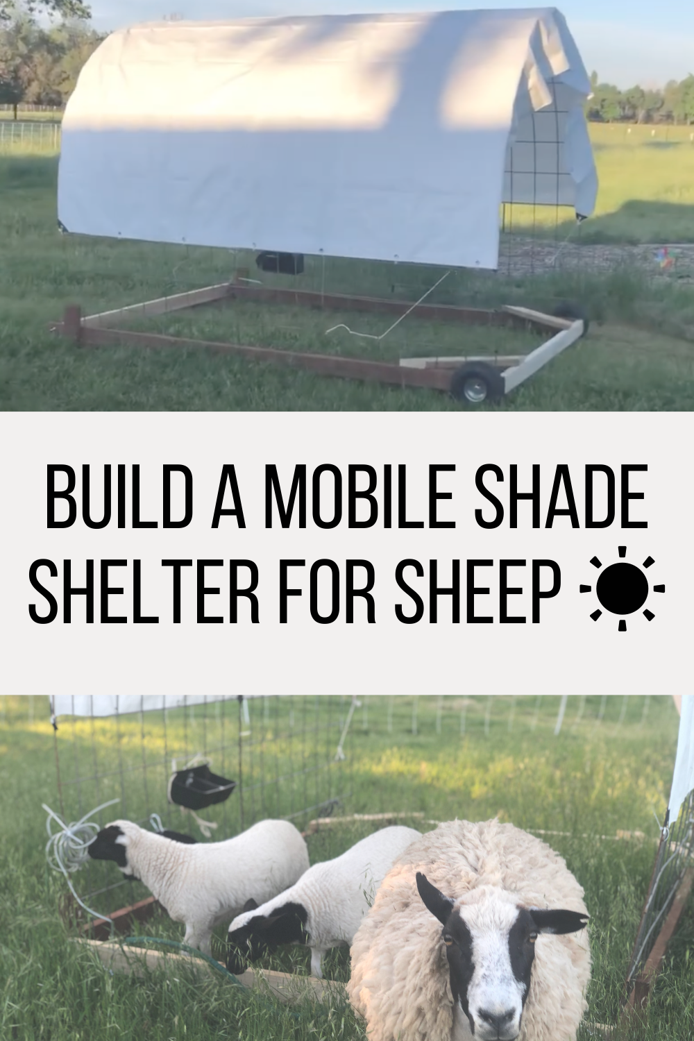 Meat Sheep • How to Raise Sheep for Meat- Beginner Level • Carlisle Bee