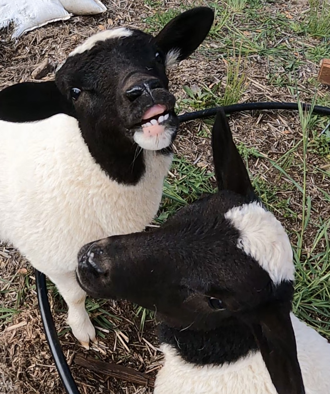Easy to Build DIY Mobile Shade Shelter for Livestock • Carlisle Bee