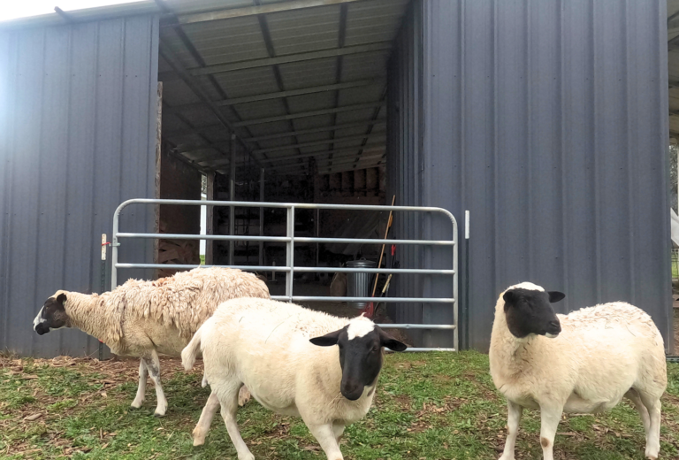 Easy to Build DIY Mobile Shade Shelter for Livestock • Carlisle Bee